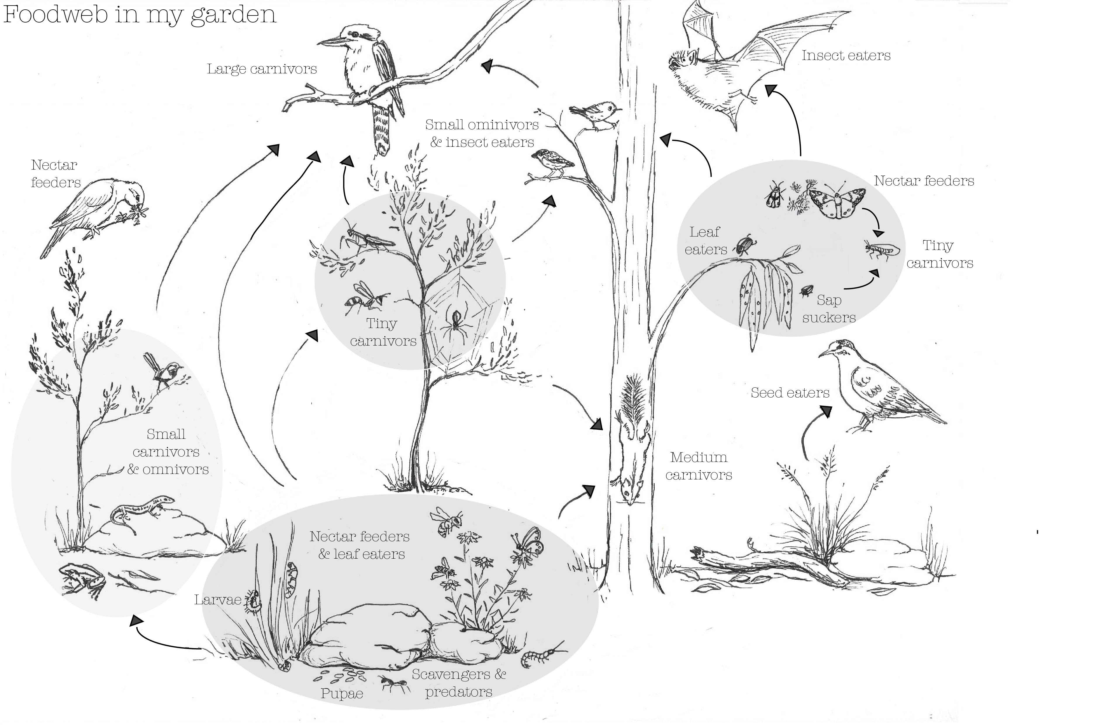 Win-win pollinator gardens – Emerging landscapes