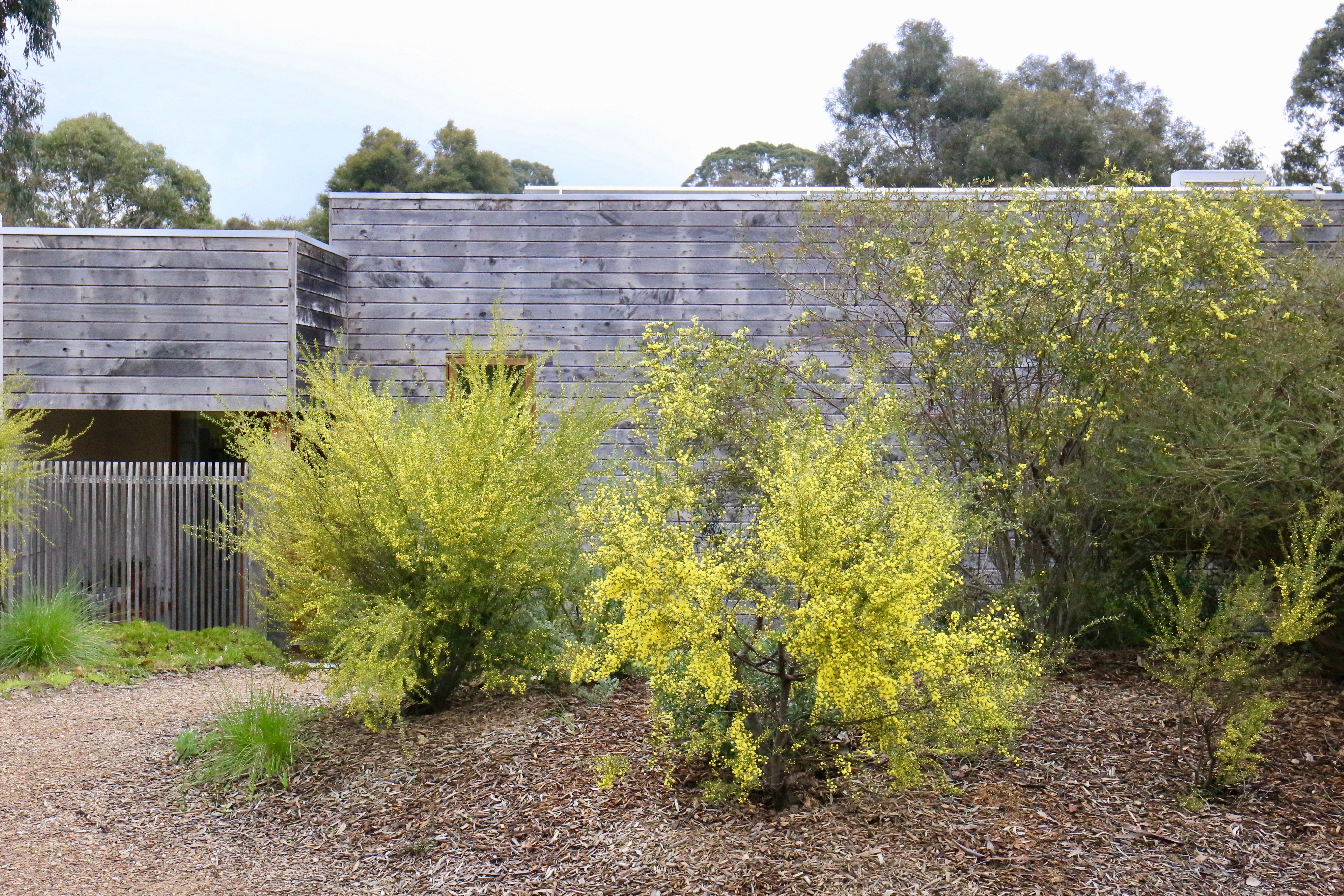5 reasons to love wattles in your garden – Emerging landscapes