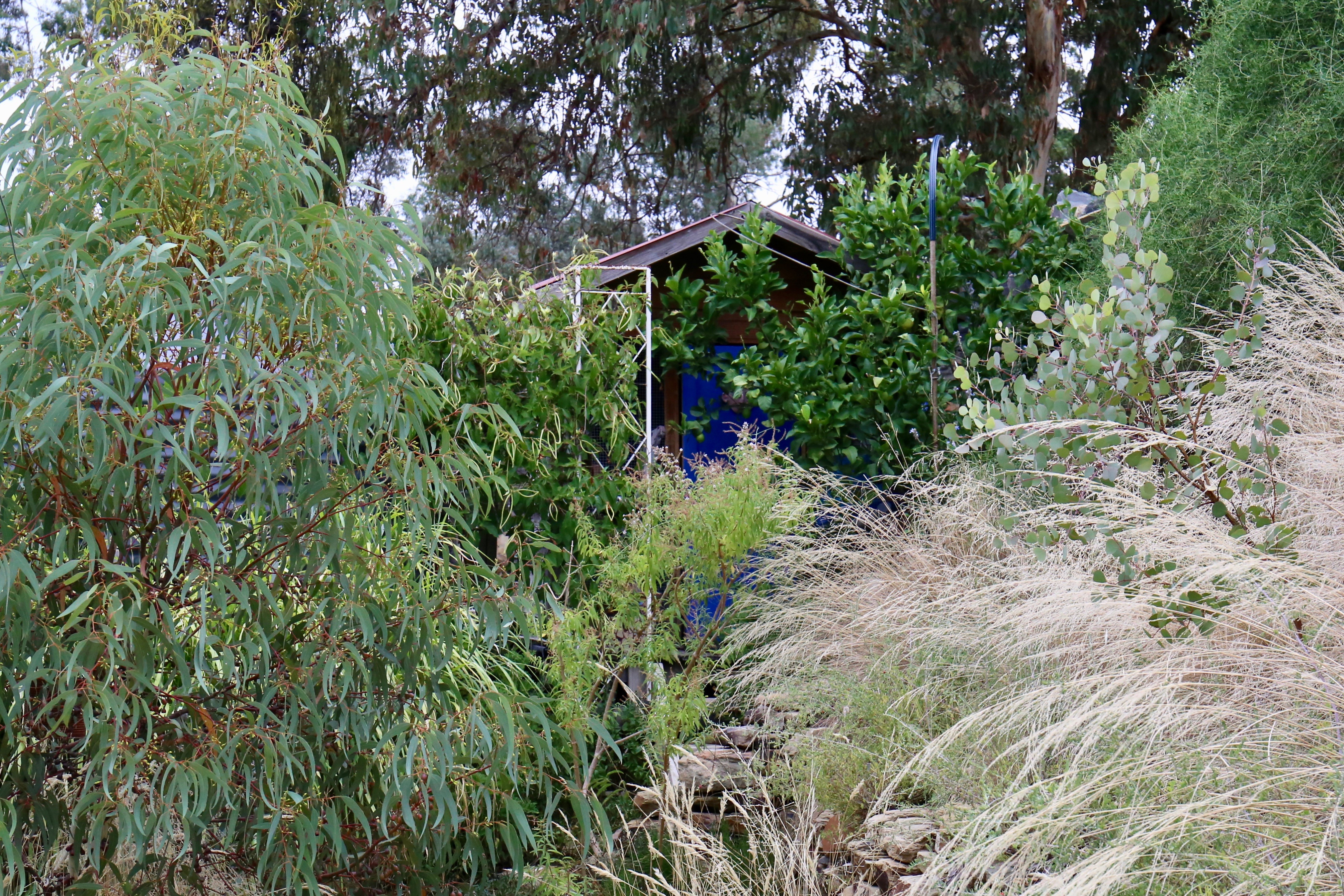 Integrating exotics & natives – Emerging landscapes
