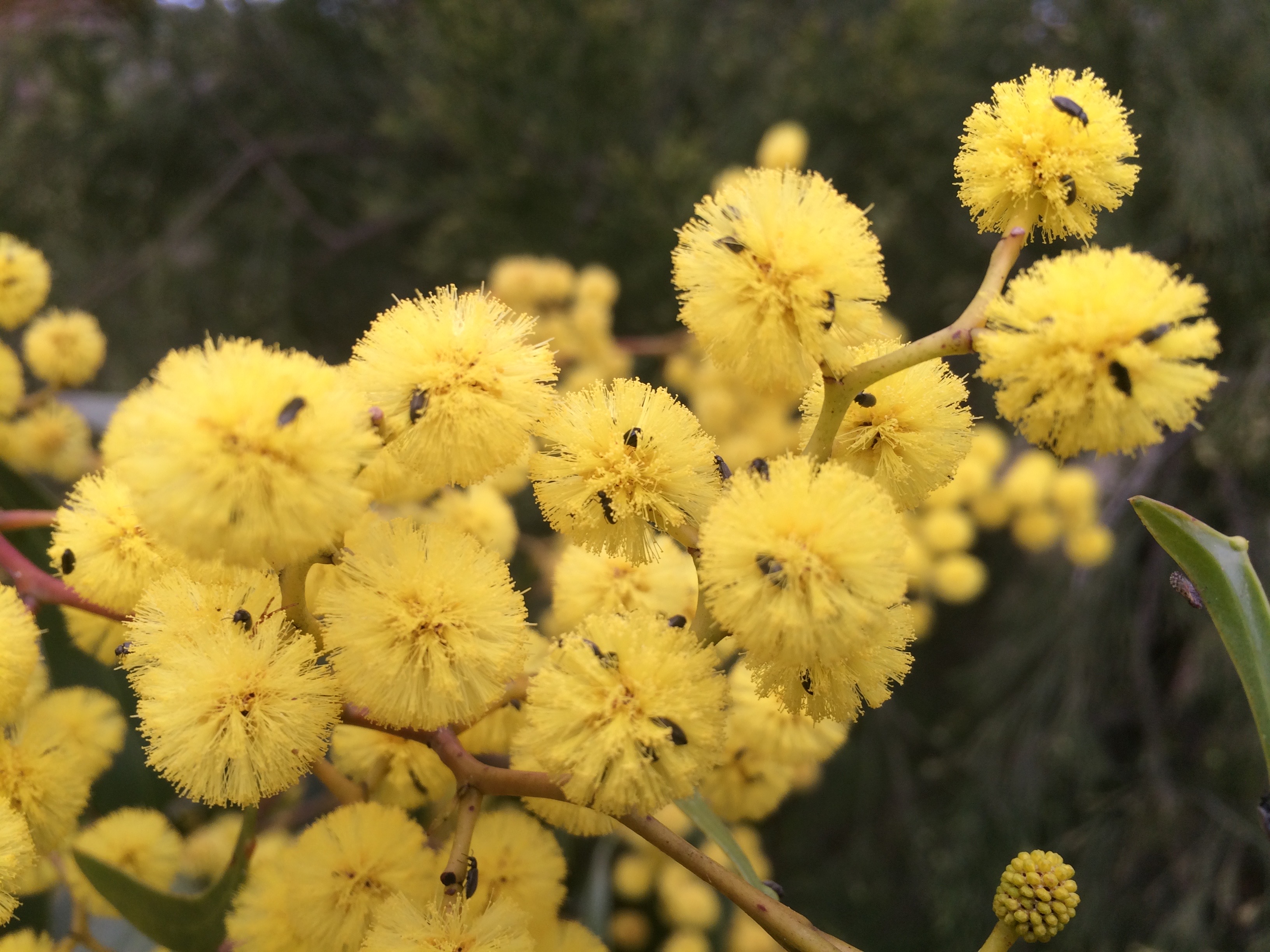 5 reasons to love wattles in your garden – Emerging landscapes