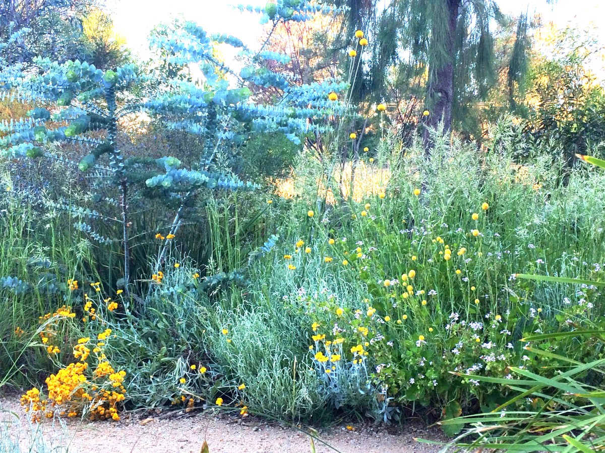 Launching: Plant Selector – Emerging landscapes